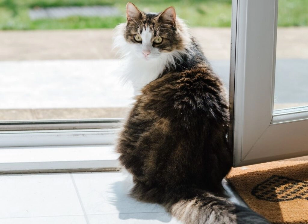 Pet Safety: How to Keep Cats Indoors